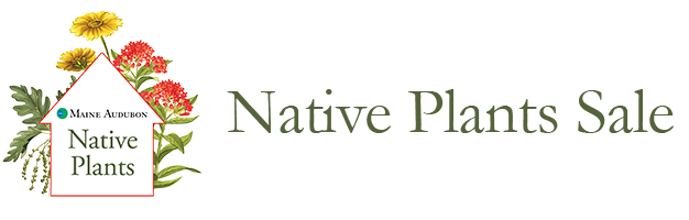 Herbaceous Perennials – Maine Native Plants