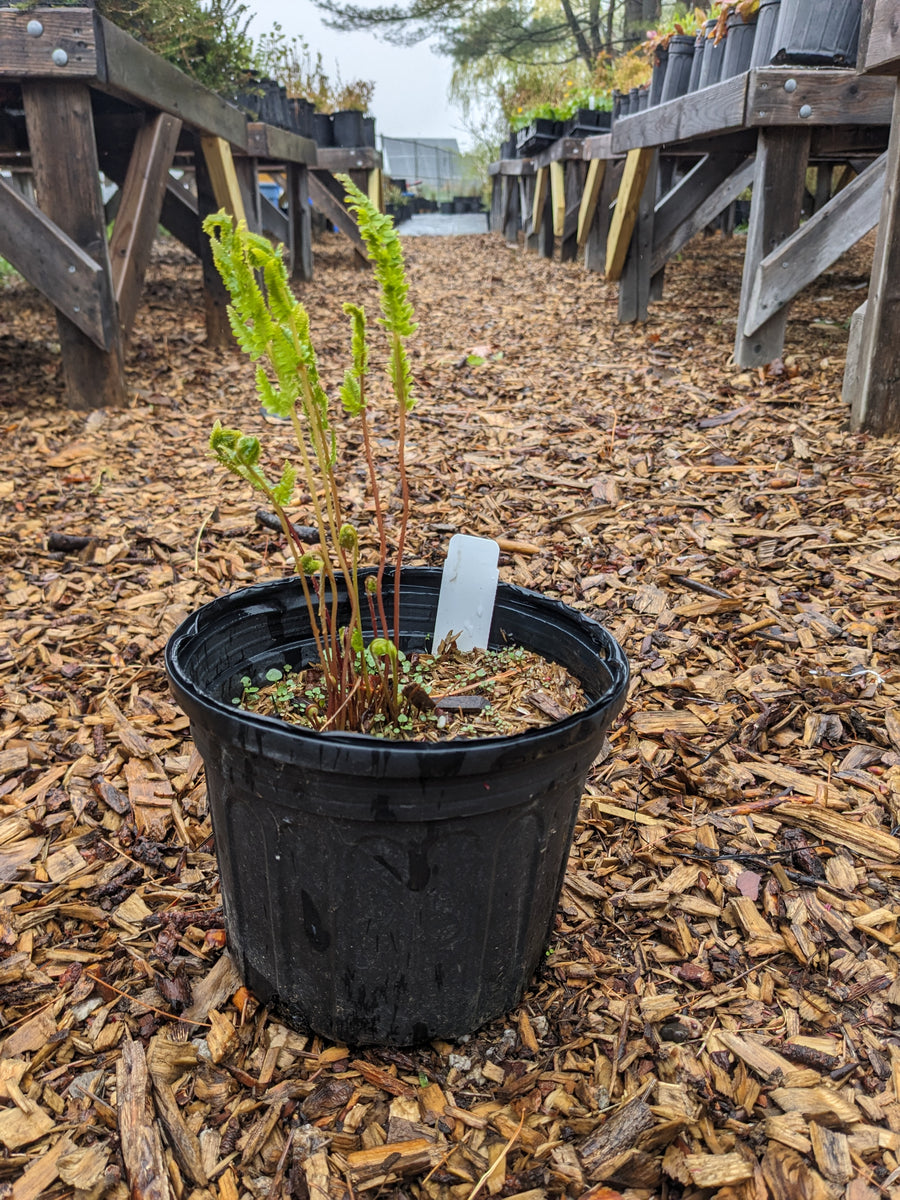Cinnamon Fern – Maine Native Plants