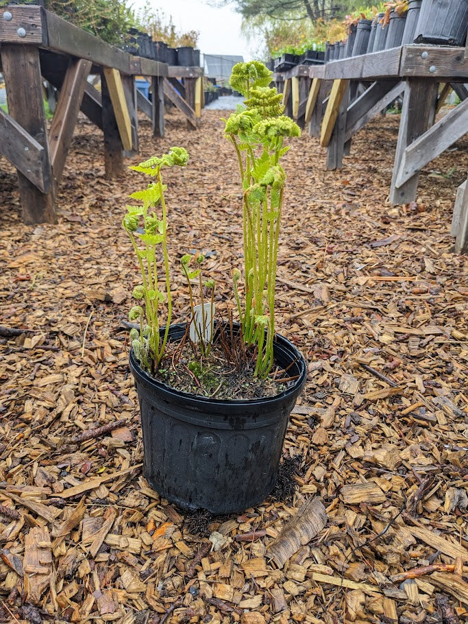 Interrupted Fern – Maine Native Plants