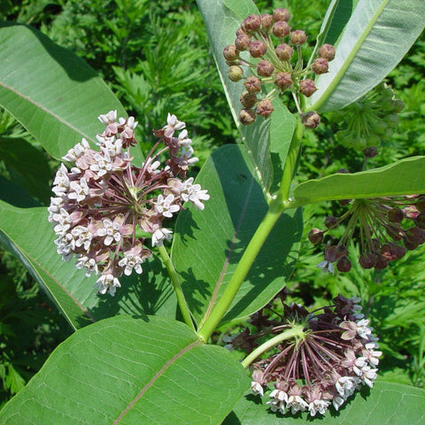 Herbaceous Perennials – Maine Native Plants