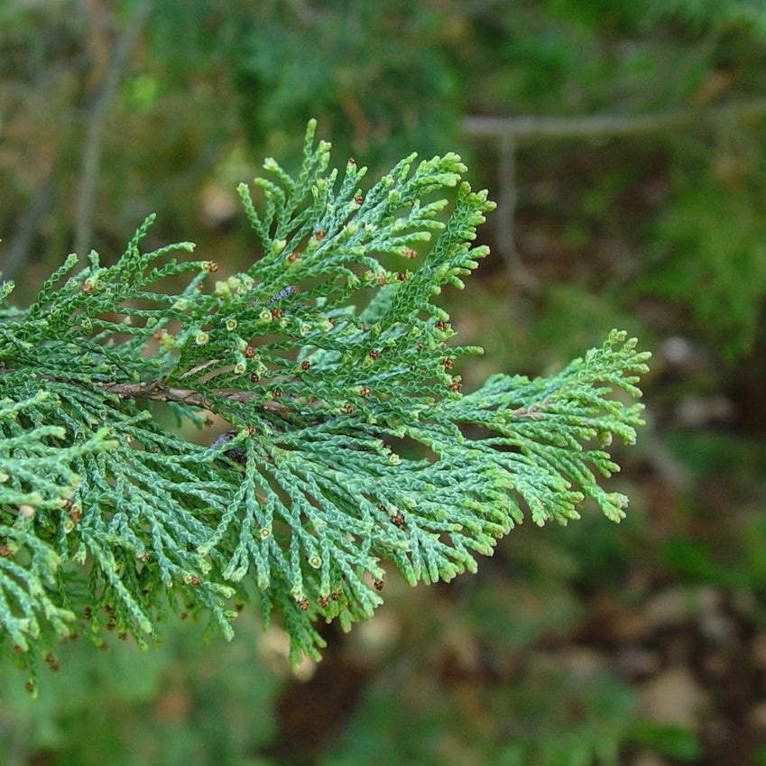 Atlantic White Cedar – Maine Native Plants