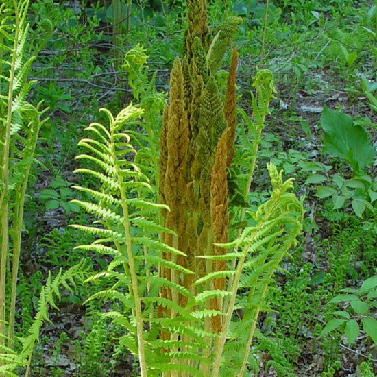Cinnamon Fern – Maine Native Plants