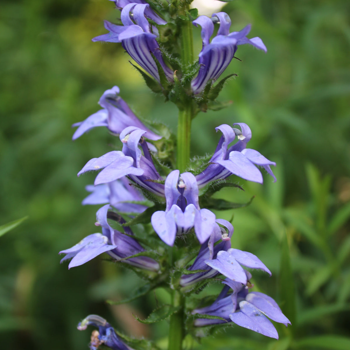 Blue Lobelia – Maine Native Plants