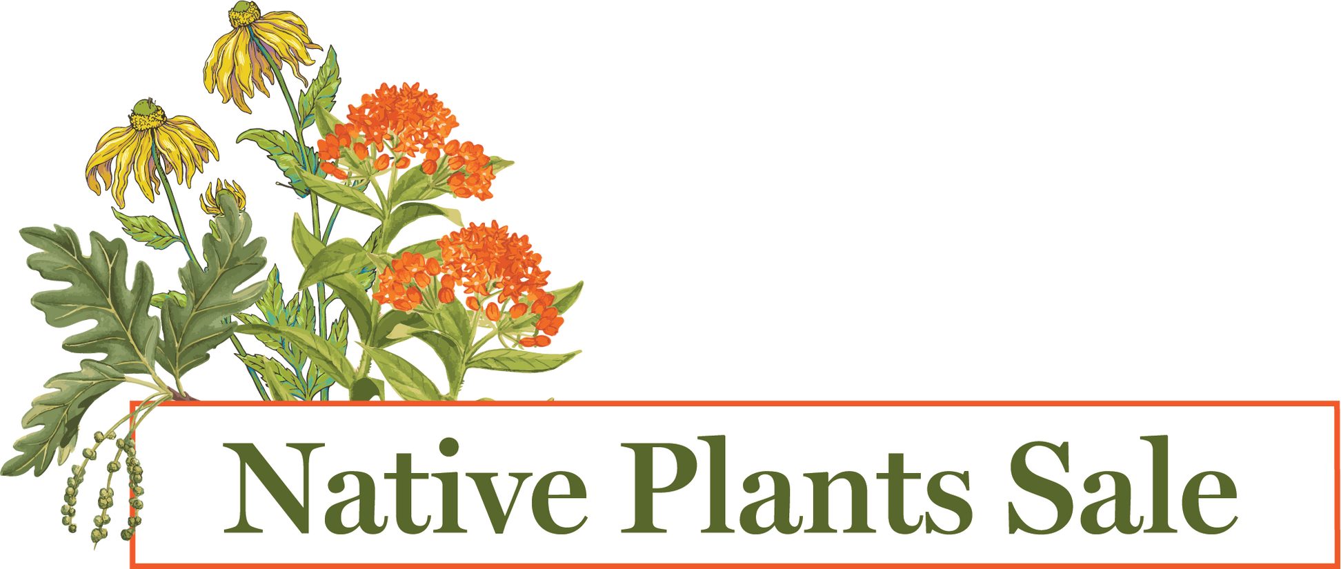 Herbaceous Perennials – Maine Native Plants