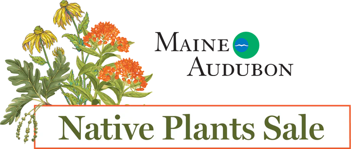 Maine Native Plants Sale | Maine Audubon