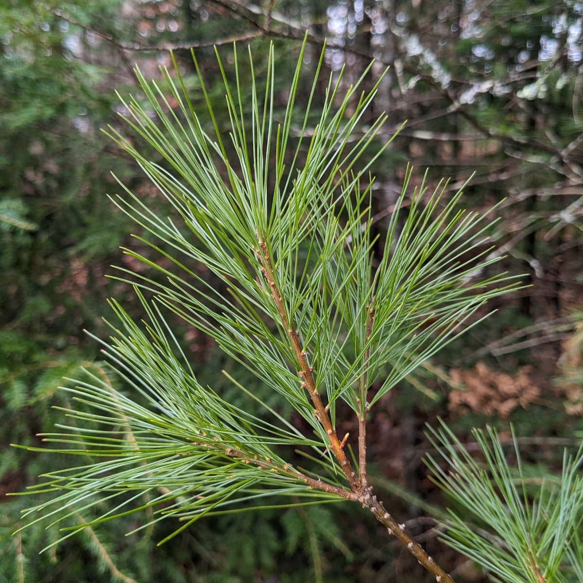 Eastern White Pine – Maine Native Plants