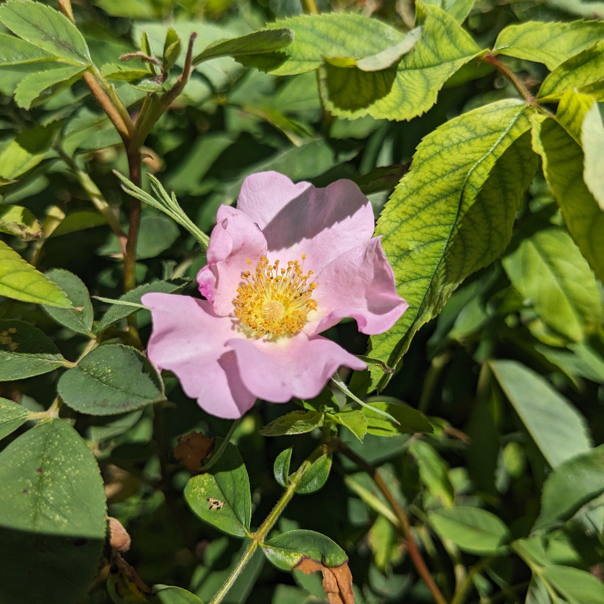 Swamp Rose – Maine Native Plants