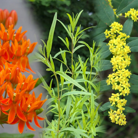 Maine Native Plants Sale | Maine Audubon