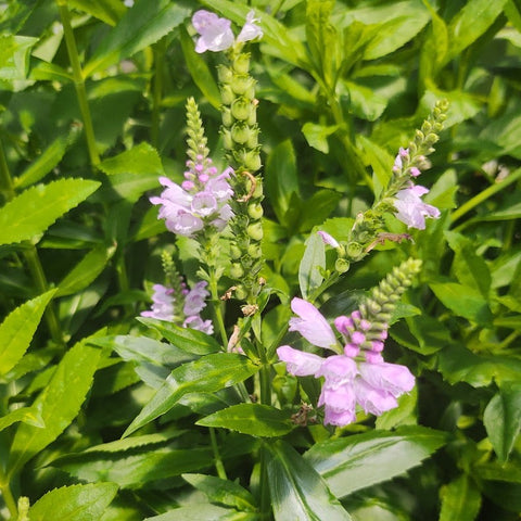 Herbaceous Perennials – Maine Native Plants