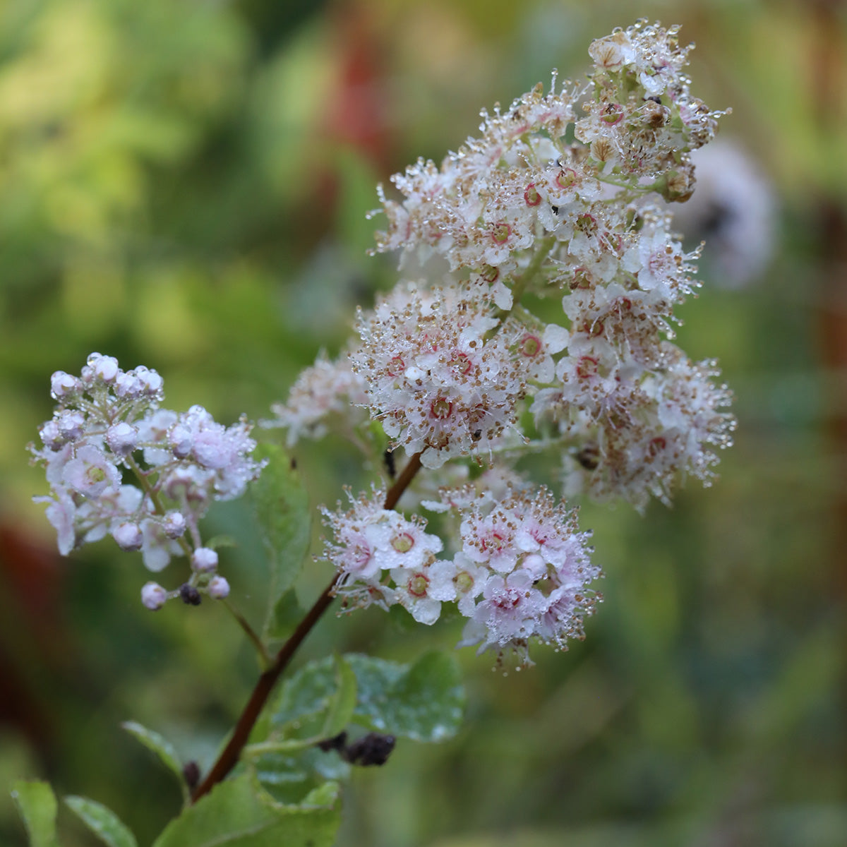 Meadowsweet – Maine Native Plants