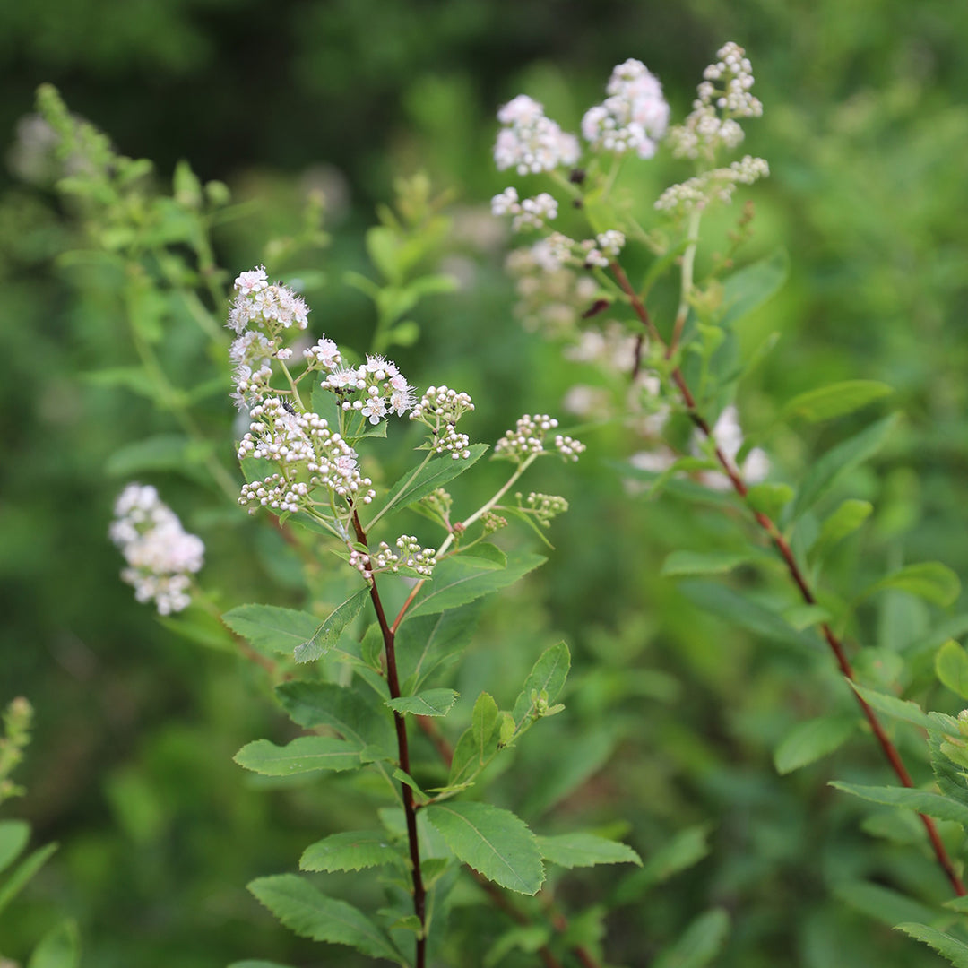 Meadowsweet – Maine Native Plants