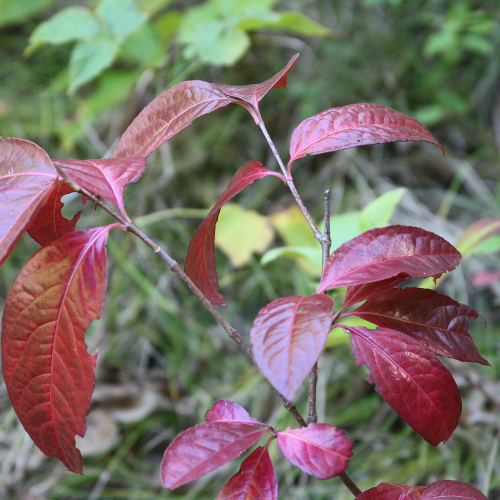 Nannyberry – Maine Native Plants