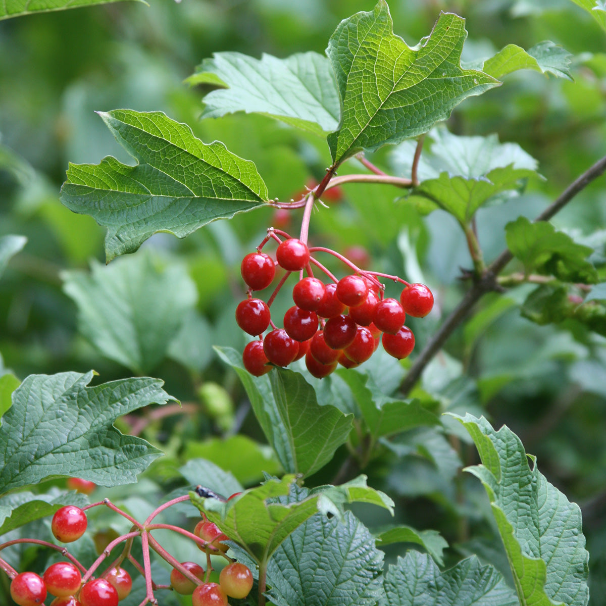 Highbush Cranberry – Maine Native Plants